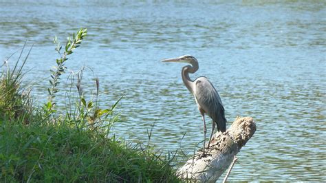 Fotos Gratis Pájaro Lago Fauna Silvestre Pico Plumaje Humedal