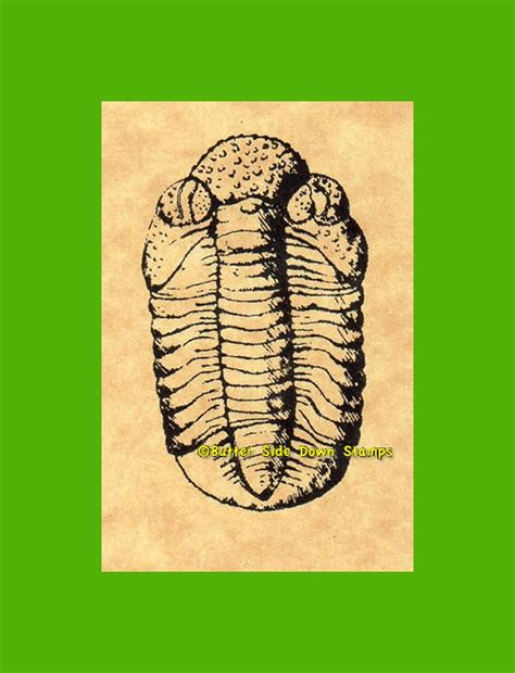 Phacops Rana Fossil Trilobite Rubber Stamp Etsy