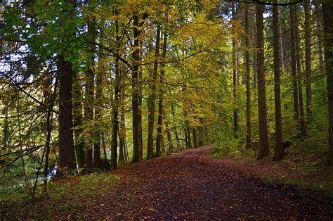 떨어지다 숲 길 Pixabay의 무료 사진 Pixabay