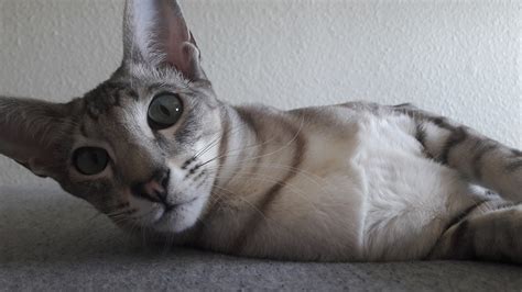 Benjymouse On Tumblr