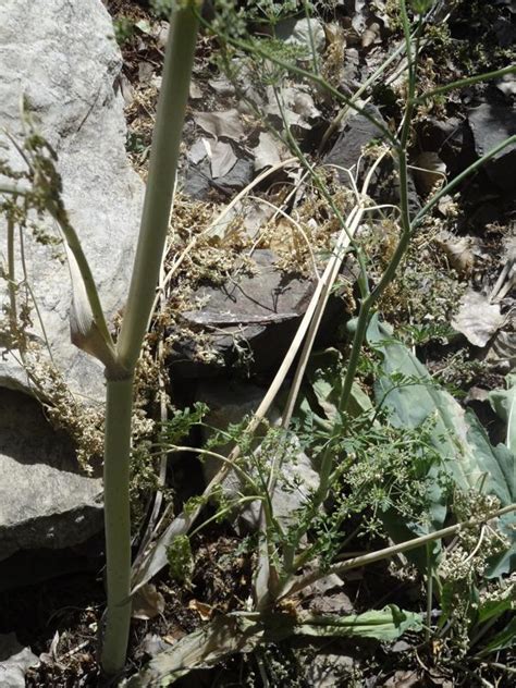 Conium Maculatum Apiaceae Resna