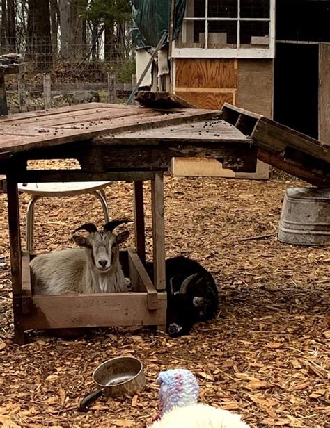 Goatasaurus Rex Goats