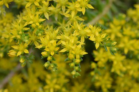 Sedum Sexangulare Introduced Eflora Of India
