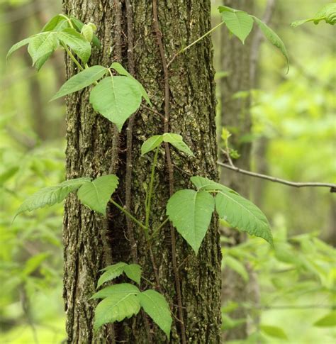 Fastest Way To Dry Up Poison Ivy Rash Archives Natures Garden