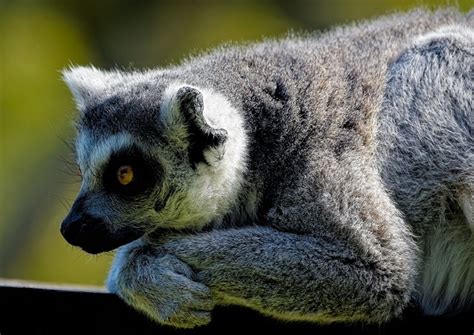 Lemur Ring Tailed Lemuridae Free Photo On Pixabay Pixabay
