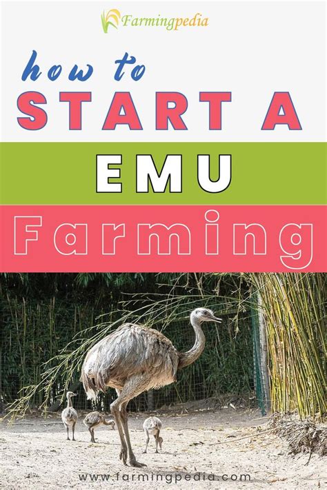 How To Start Emu Farming Complete Business Guide Emu Farm Emu Meat