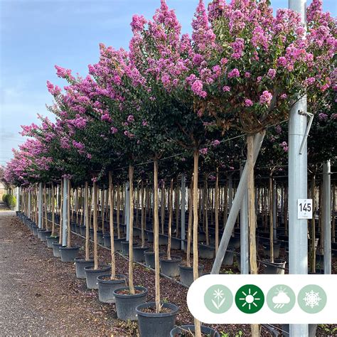 Lagerstroemia Indica Rosea Grassi Lagerstroemia De Batterijen