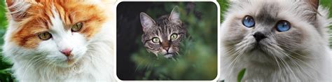 De Leukste Kattenrassen Hokkendomein