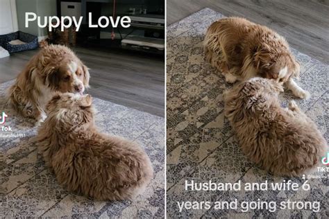 ‘husband And Wife Dogs Going Strong After 6 Years Win Pet Of The Week