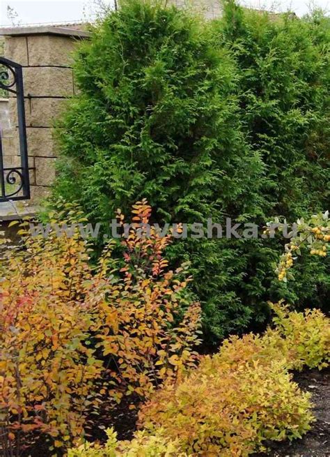 Декоративные кустарники для сада – Травушка