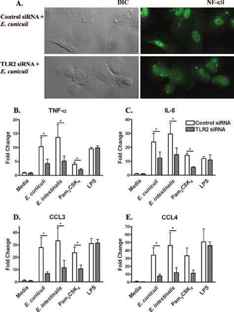 Sirna Gene Silencing Of Tlr2 Reduced Encephalitozoon Mediated Nf ␬ B