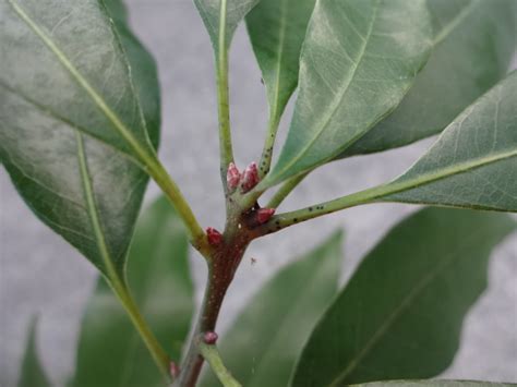 アラカシ ウラジロガシ アカガシ