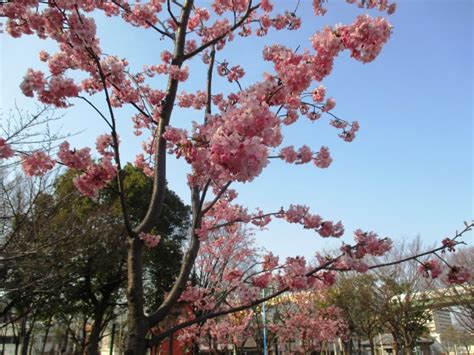 カワヅザクラ河津桜が開花終了しました 八幡屋公園 八幡屋スポーツパークセンター