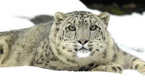 Afghanistan Snow Leopards In The Wild