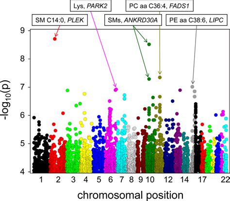 A Table Of All Published Gwas With Metabolomics Human Metabolic
