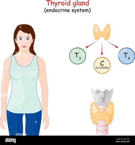 Thyroid Gland Hormones Human Endocrine System Infographics Vector