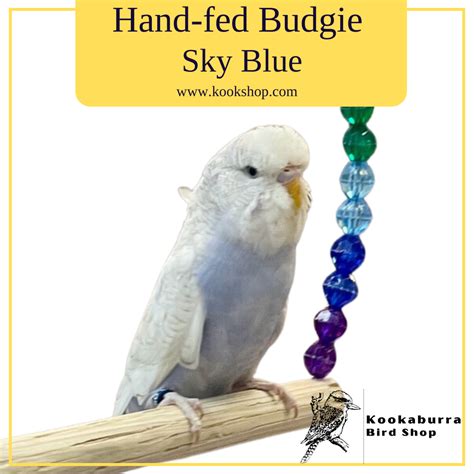 Guide To Finding The Perfect Parrot For Your Home