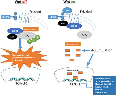 The Canonical Wntbeta‐catenin Signaling Pathway Accumulation Of