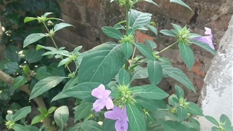 শীতের চাদরে মোড়া 🍁🍁 বৃষ্টি ভেজা সকাল🎋 Youtube