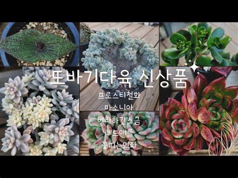다육이 신상품 들어왔어요 택배가능합니다 많이 구경하러오세요 다육식물 다육이키우기 다육 다육금 succulent