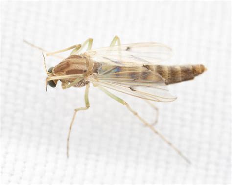 Chironomidae Bugguide Net
