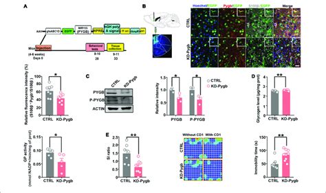 PYGB Knockdown Increases Susceptibility To Depression A Timeline