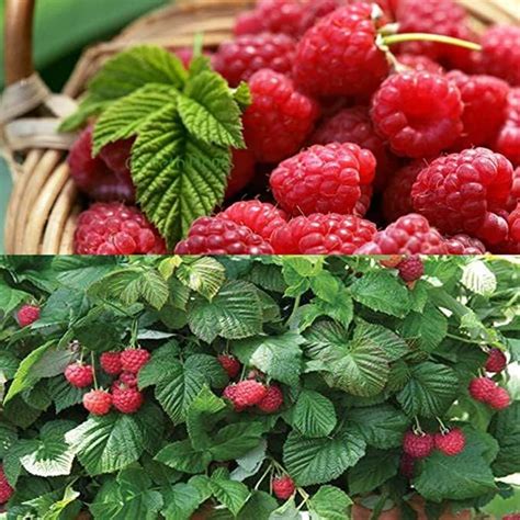 6 X Raspberry Autumn Bliss Bare Root Cane Grow Your Own Raspberries