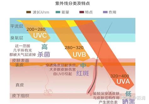 认识皮肤光老化，重组Ⅲ型人源化胶原蛋白上调sod表达，抑制ros累积 知乎