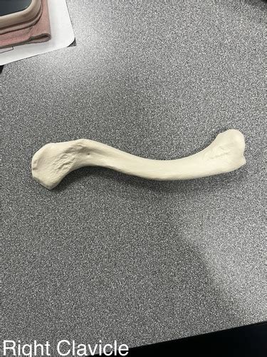 Lab Quiz Appendicular Skeleton Flashcards Quizlet