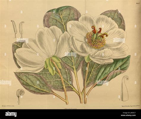 Paeonia Willmottiae Is A Rare Species Of Peony Native To China Known