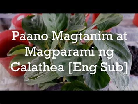 Paano Magtanim At Magparami Ng Calathea Plant ENG Sub YouTube
