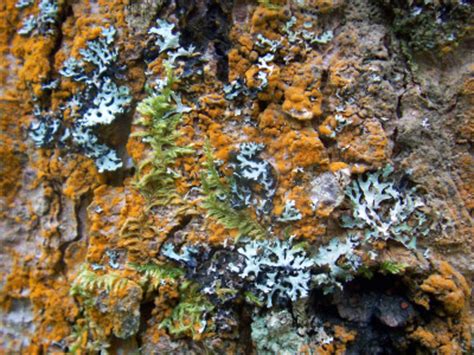 Fungi Moss And Lichen