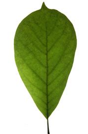 Leaf Characters Shape