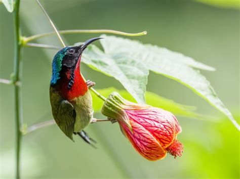 The Fork Tailed Sunbird 10 000 Birds