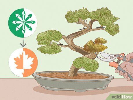 What Is A Bonsai Tree Spiritual Symbolism More