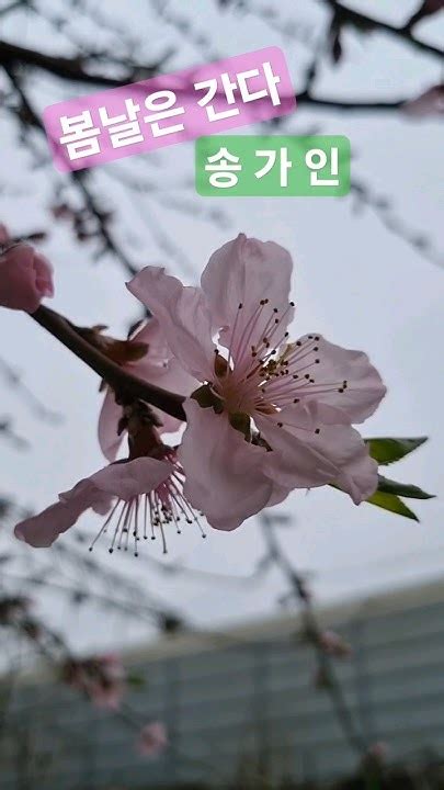 봄날은 간다송가인 Youtube