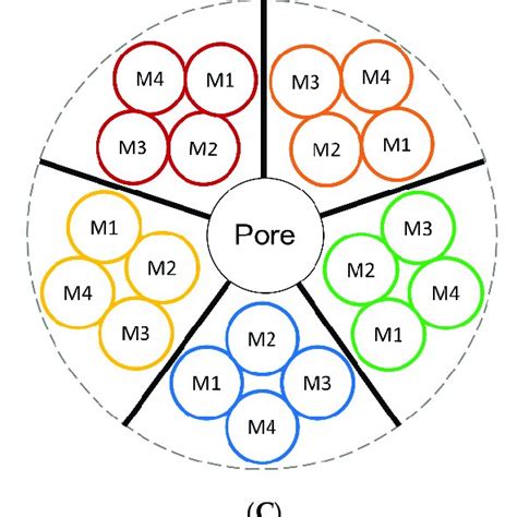 Human Nachr Structure And Assembly A Homomeric And Heteromeric Nachr