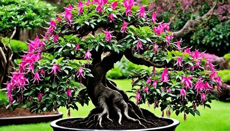 Bonsai Tree Species Profile The Vibrant Fuchsia