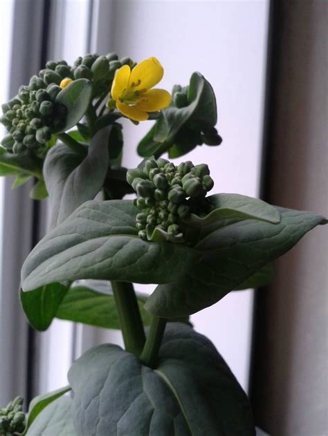 上海青菜花上海青菜大山谷图库