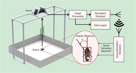 Roach Biobots Ieee Pulse