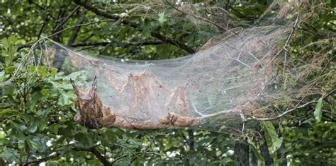 How To Get Rid Of Spring Webworms Or Eastern Tent Caterpillars Davey Blog Davey Tree