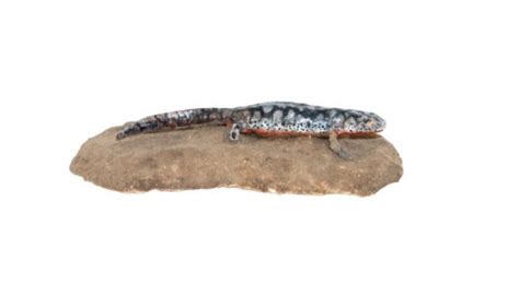 Model Čolek Horský Samec Triturus Alpestris Kubacka Naturelab