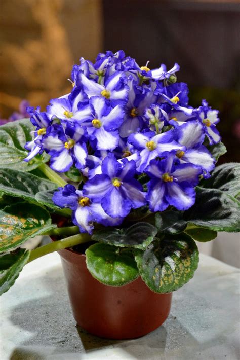 非洲堇 ‘optimara Chico 菁芳園綠生活