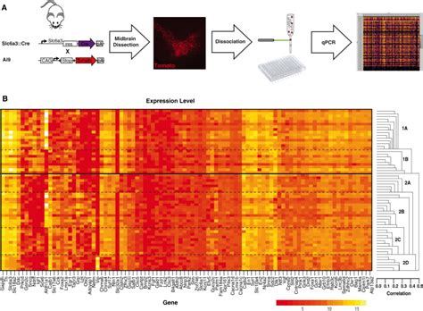 High Throughput Single Cell Gene Expression Analysis Of Midbrain Download Scientific Diagram