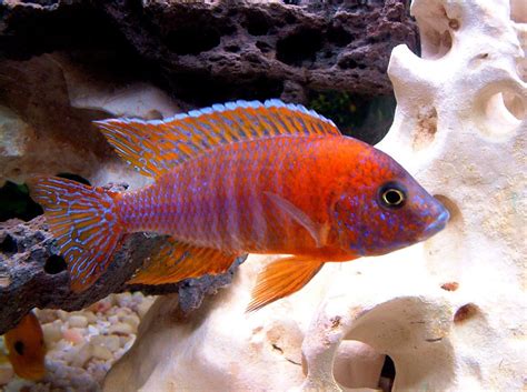 Photo 2 Red Peacock Manual Micro Mode Overhead Lightin