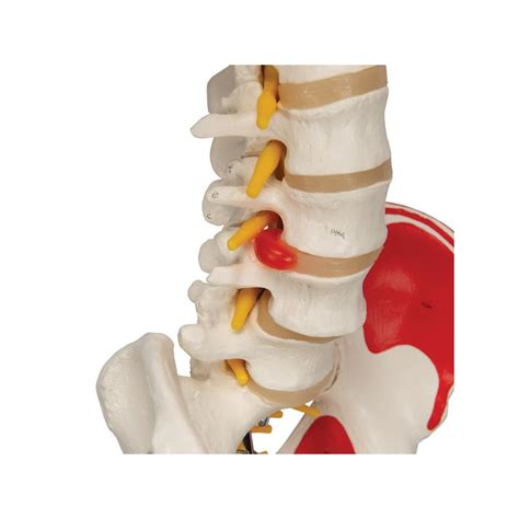 Super Squelette Sam 3b Scientific