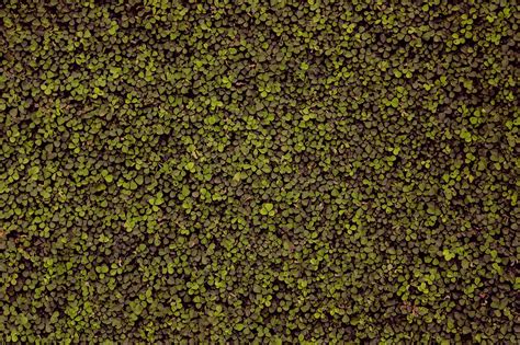 Más De 4 Imágenes Gratis De Kutya Pappa Y Papper Pixabay