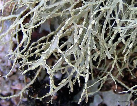 Ramalina Alchetron The Free Social Encyclopedia