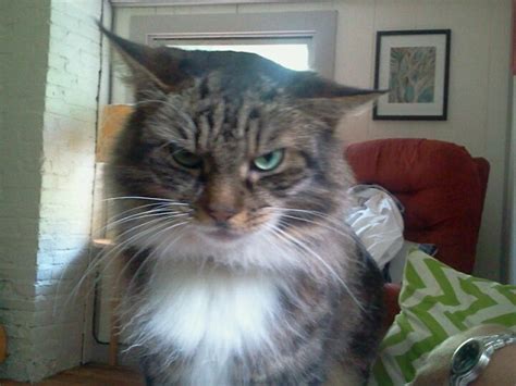 Evil Kitty Plotting To Take Over The Apartment