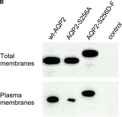 Osmotic Water Permeability Pf And Immunoblot Analysis Of Oocytes